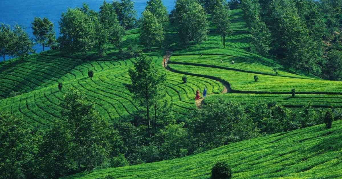 20 Magical Places in Kalpetta That Will Steal Your Heart